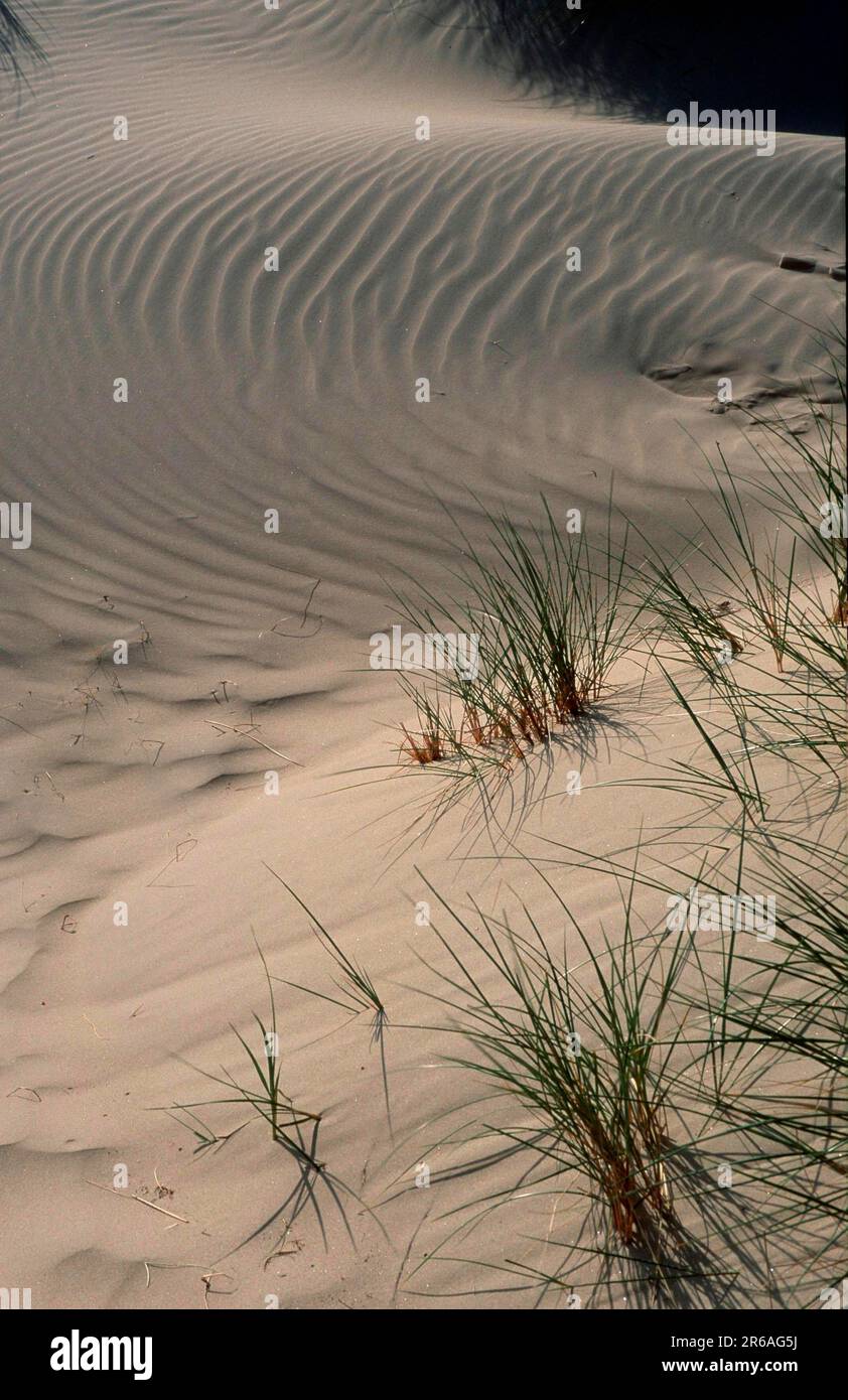 Sand dunes, sand structures, De Slufter, Texel, Netherlands, Sand dunes ...