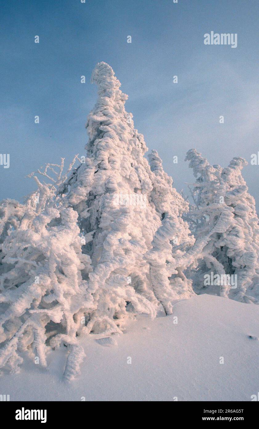 Snow-covered trees (Europe) (landscapes) (conifers) (winter), Lusen ...