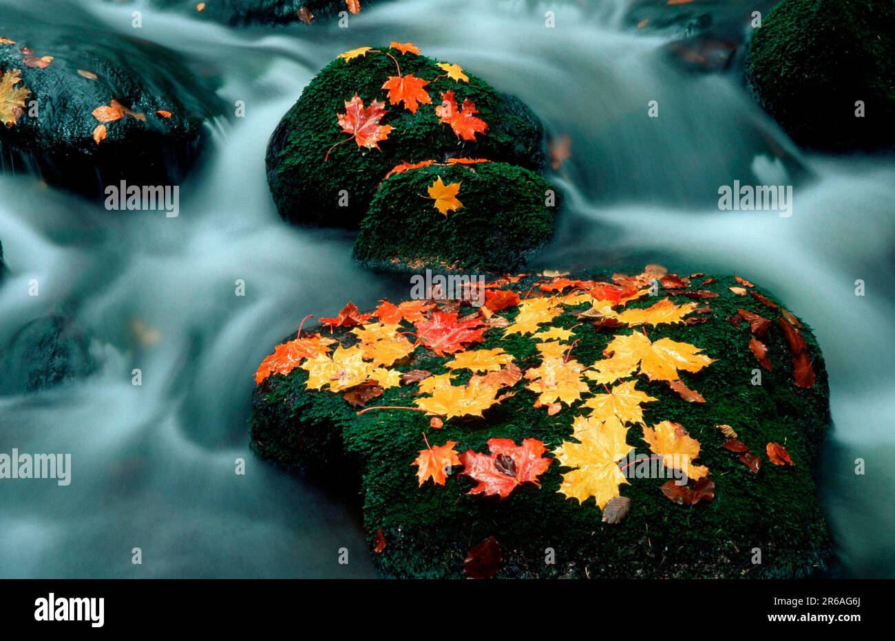 Maple (Acer platanoides) leaves in autumn, in brooke, Bavaria, Germany ...