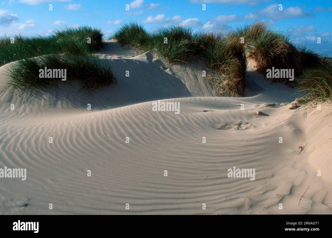 Sand dunes () (Europe) (Landscapes) (landscape) (horizontal), De Slufter, Texel, Netherlands ...