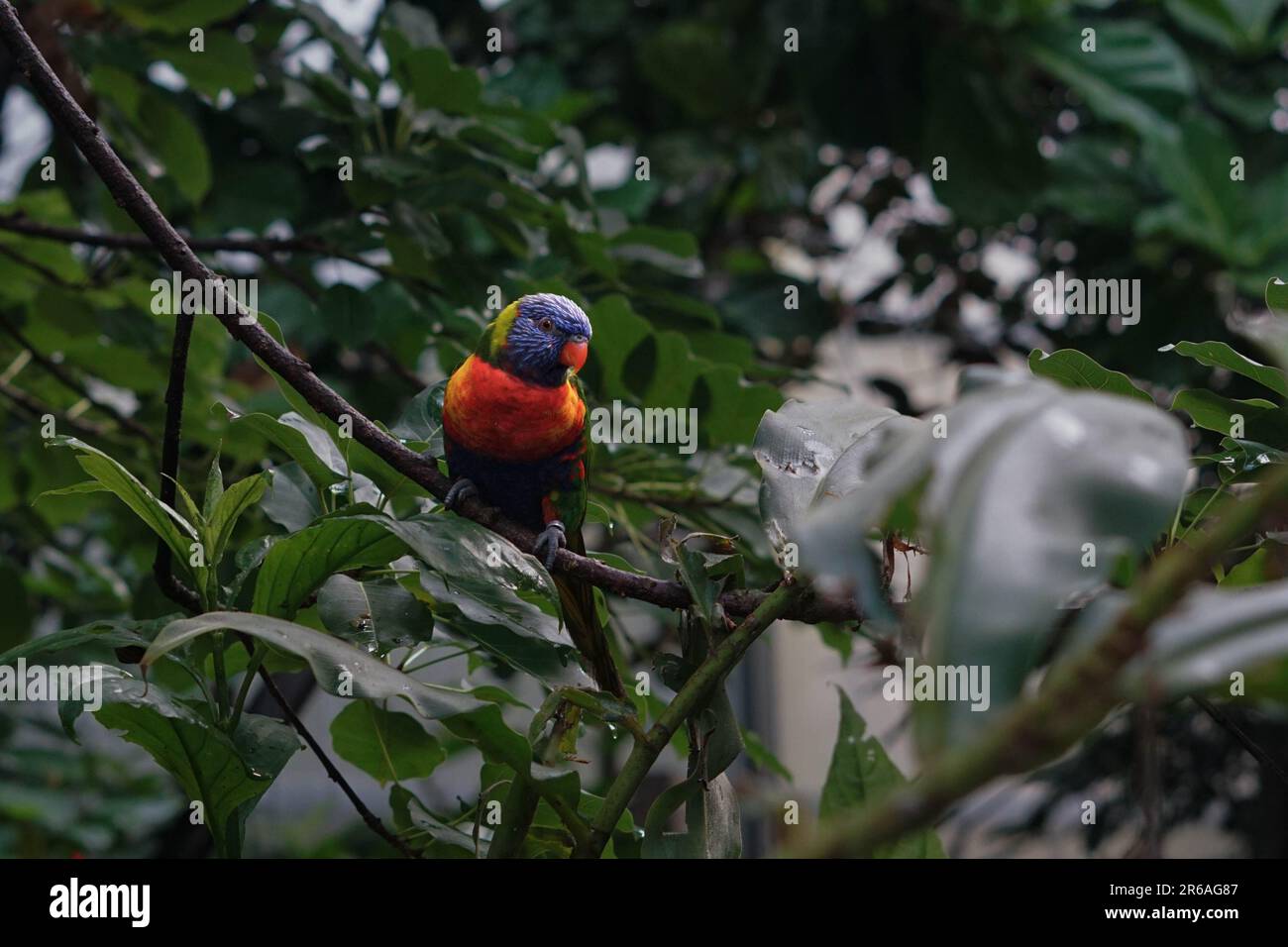 A wax-billed parrot perched on a branch of a tree against a natural ...
