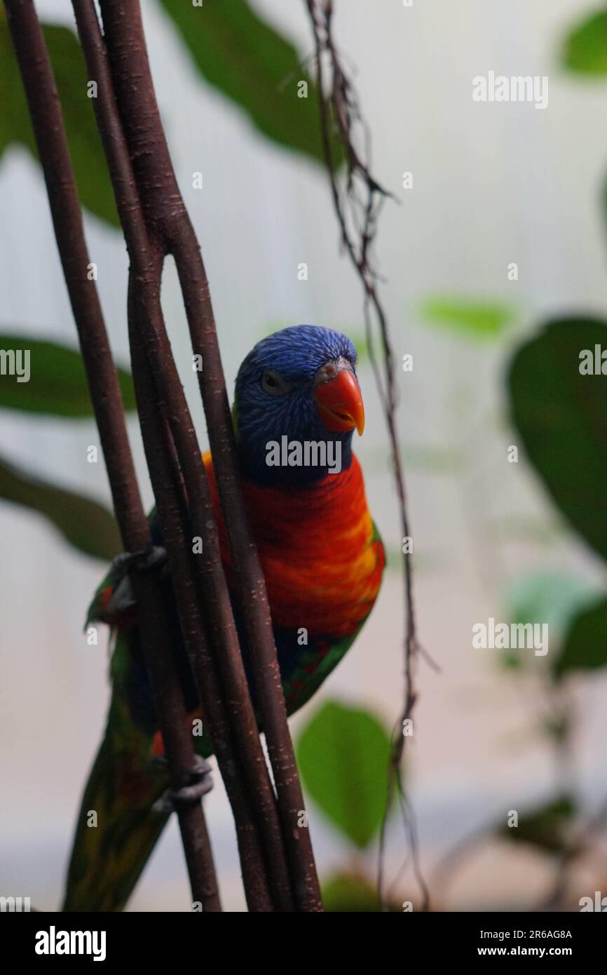 Wax billed hi-res stock photography and images - Alamy