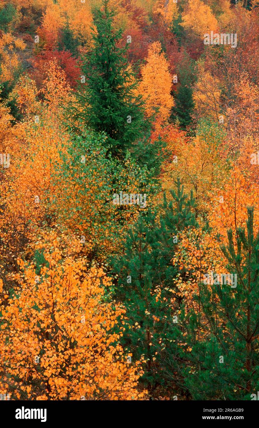 Mixed forest in autumn, Aelvsborgslaen (Europe) (fall) (landscapes ...