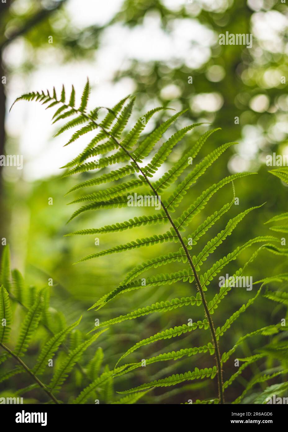 Beautiful fern leaf texture in nature. Natural ferns blurred background ...