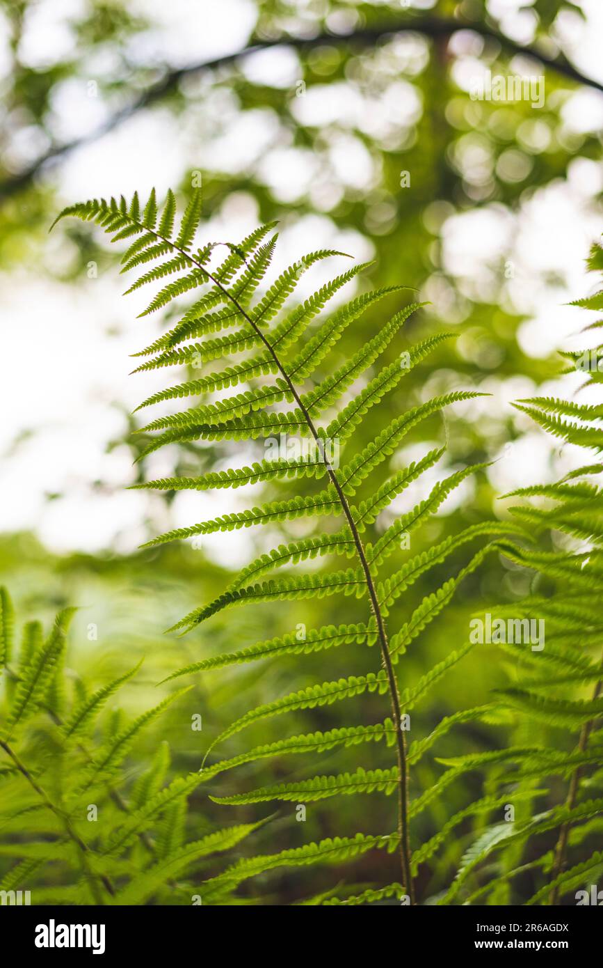 Beautiful fern leaf texture in nature. Natural ferns blurred background ...
