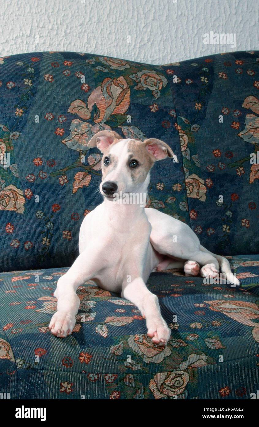 Whippet puppy, Whippet, puppy (mammals) (animals) (domestic dog) (pet ...