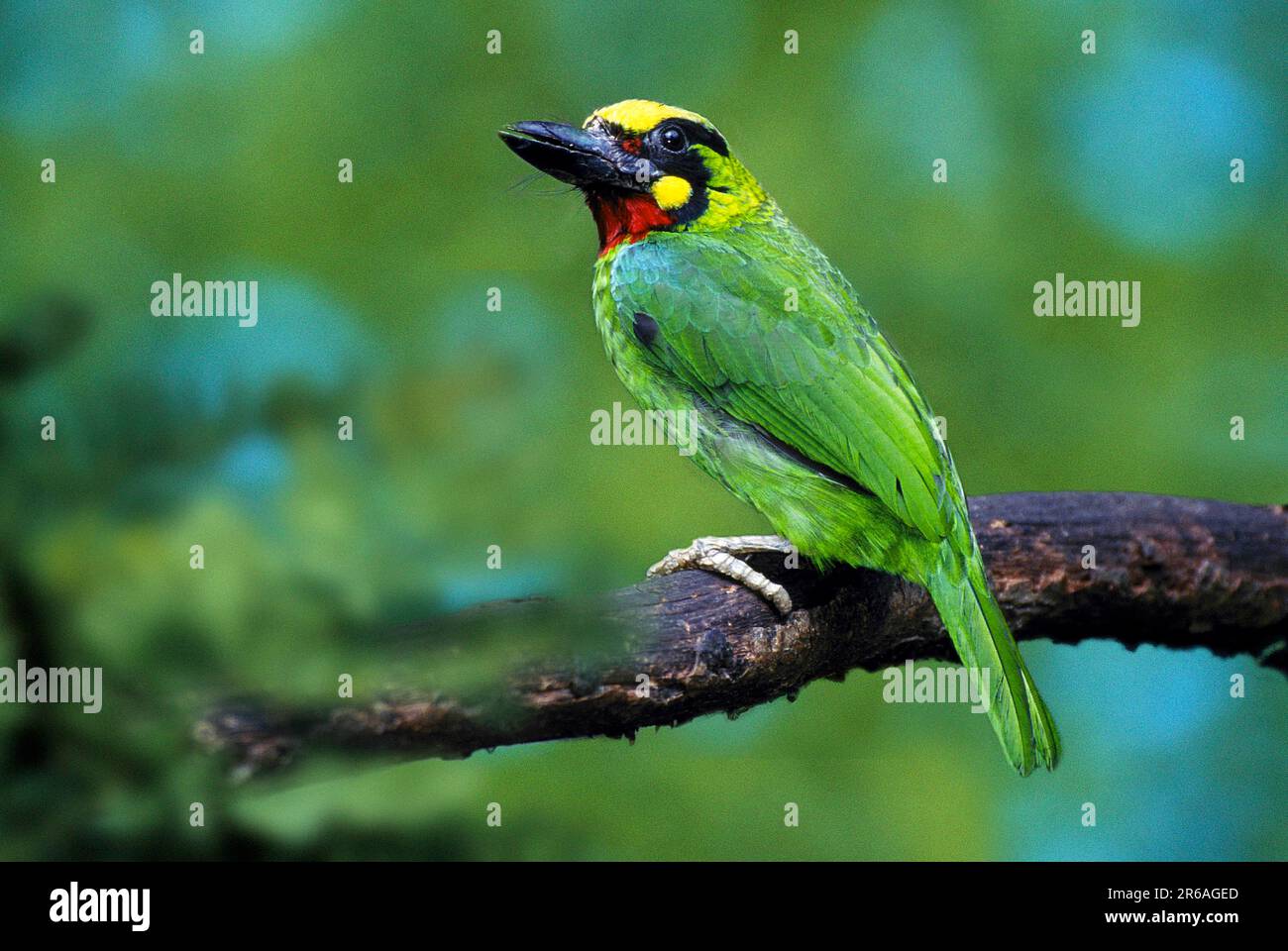 Black-banded Barbet (Megalaima javaensis Stock Photo - Alamy