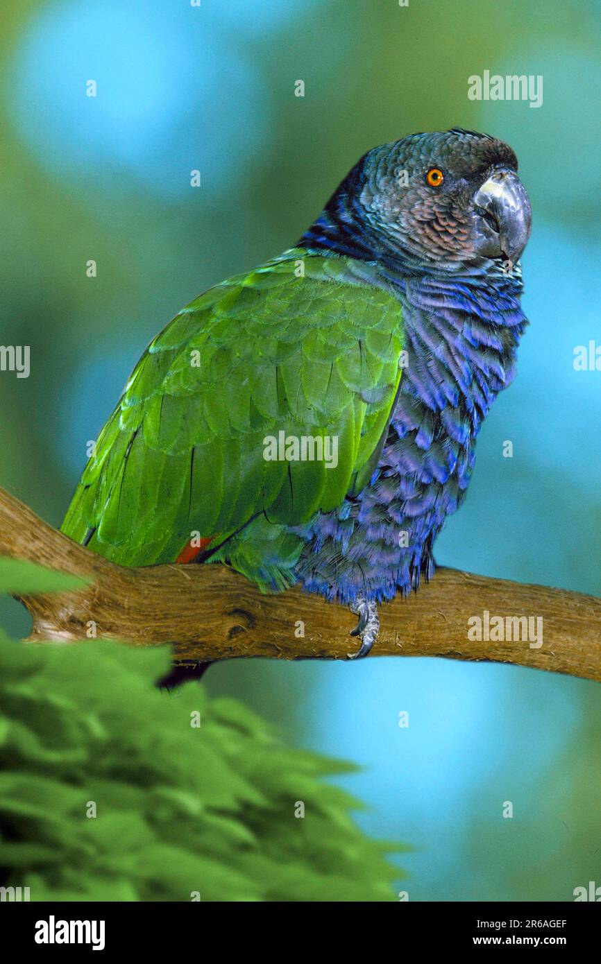 Imperial Amazon (Amazona imperialis), Kaiseramazone, Karibik, Caribbean ...