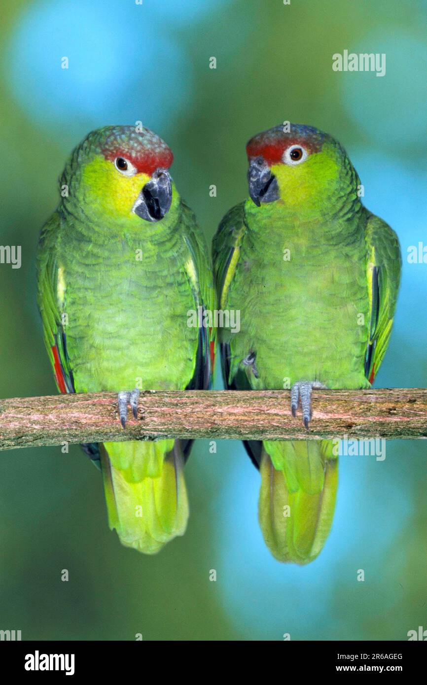 Lilacine Amazons (Amazona autumnalis lilacina), Ekuador-Amazonen Stock ...