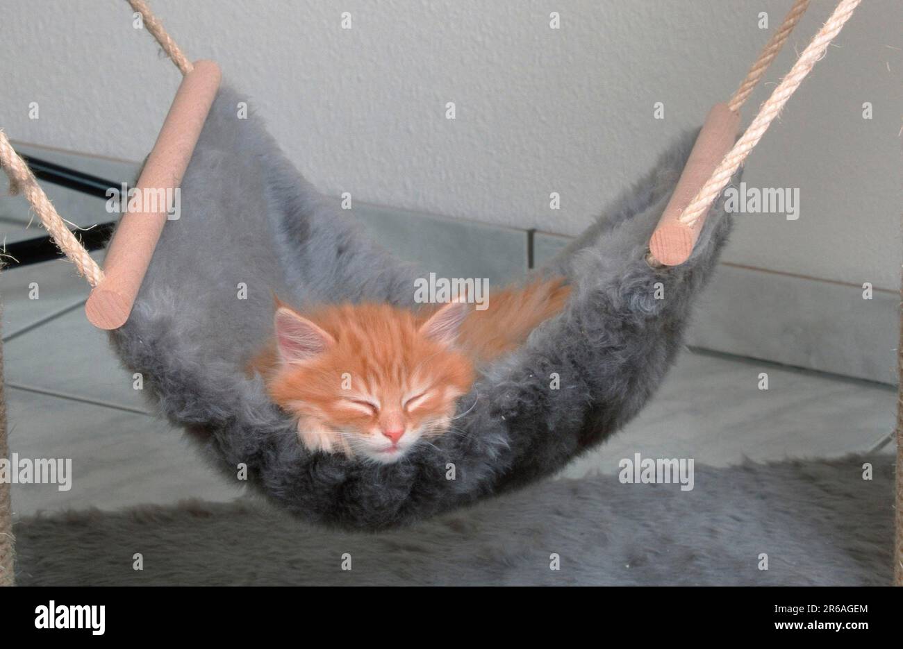 Norwegian Forest Cat, kitten, ginger, 6 weeks, in hammock Stock Photo ...