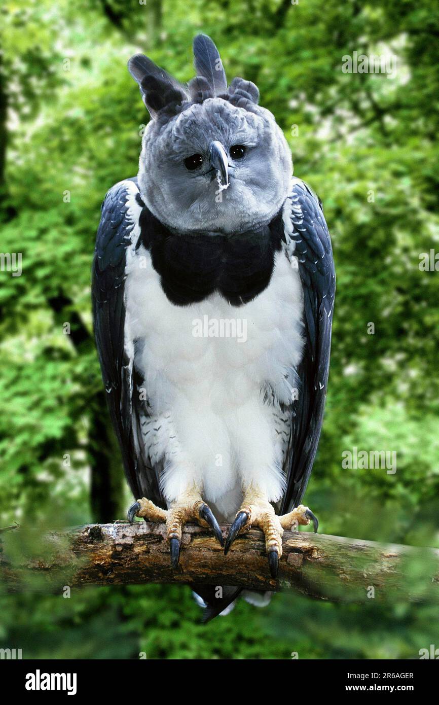 Harpy eagle america hi-res stock photography and images - Alamy