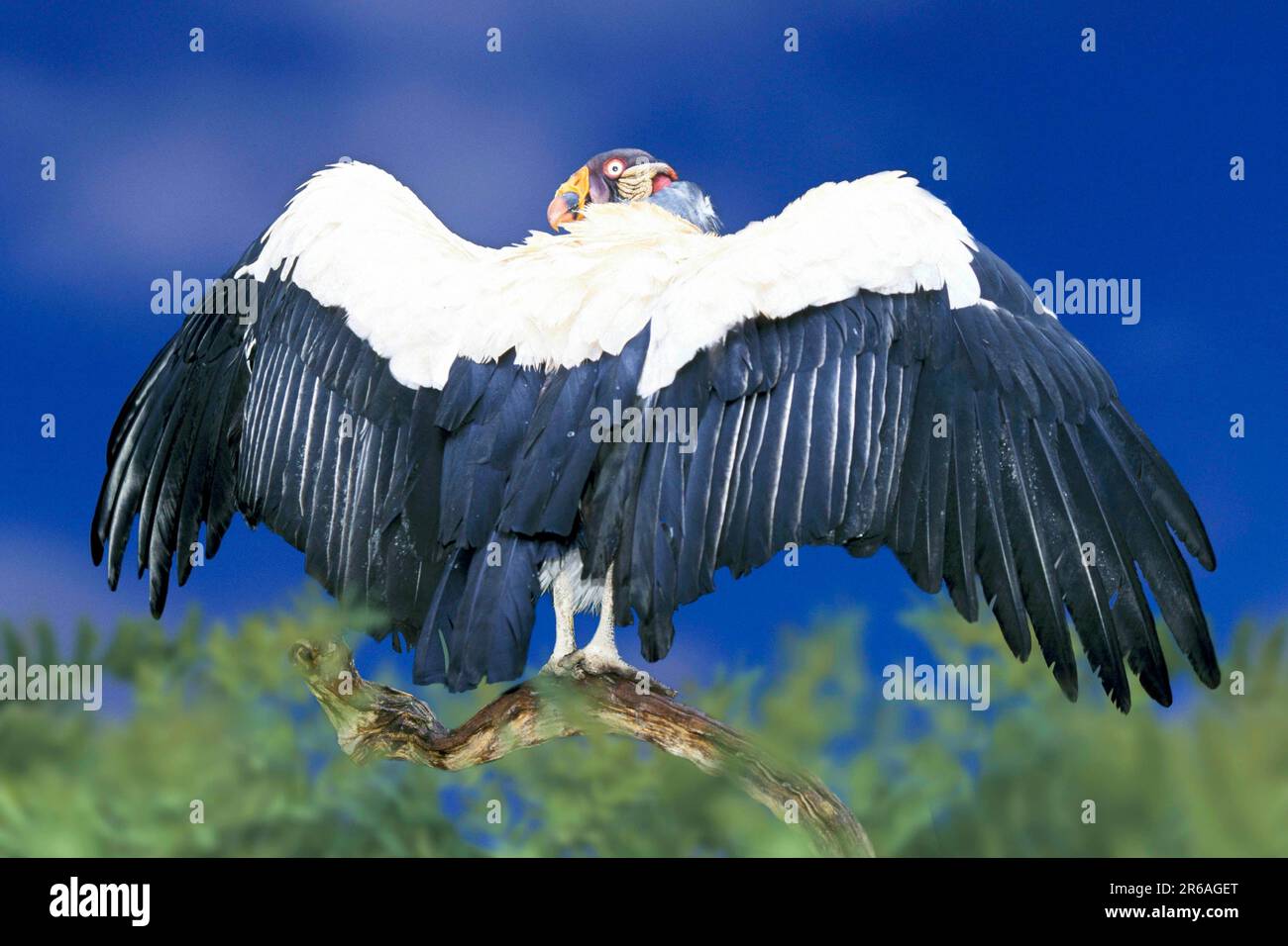 King Vulture (Sarcoramphus papa), Koenigsgeier, Tiere, animals, Vogel ...
