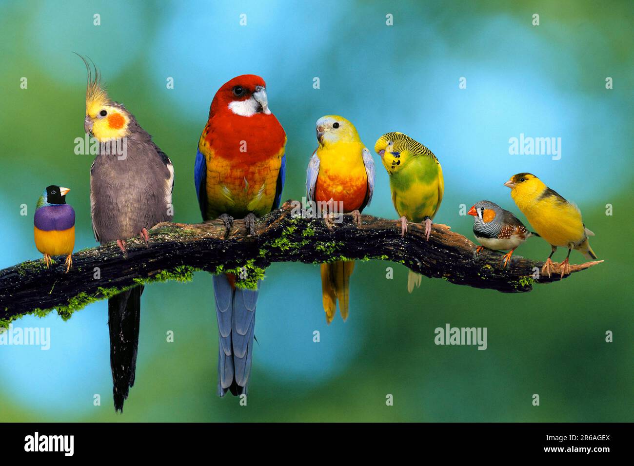 Gouldian Conure, Cockatiel, Rosella Conure, Parakeet, Budgie, Zebra ...