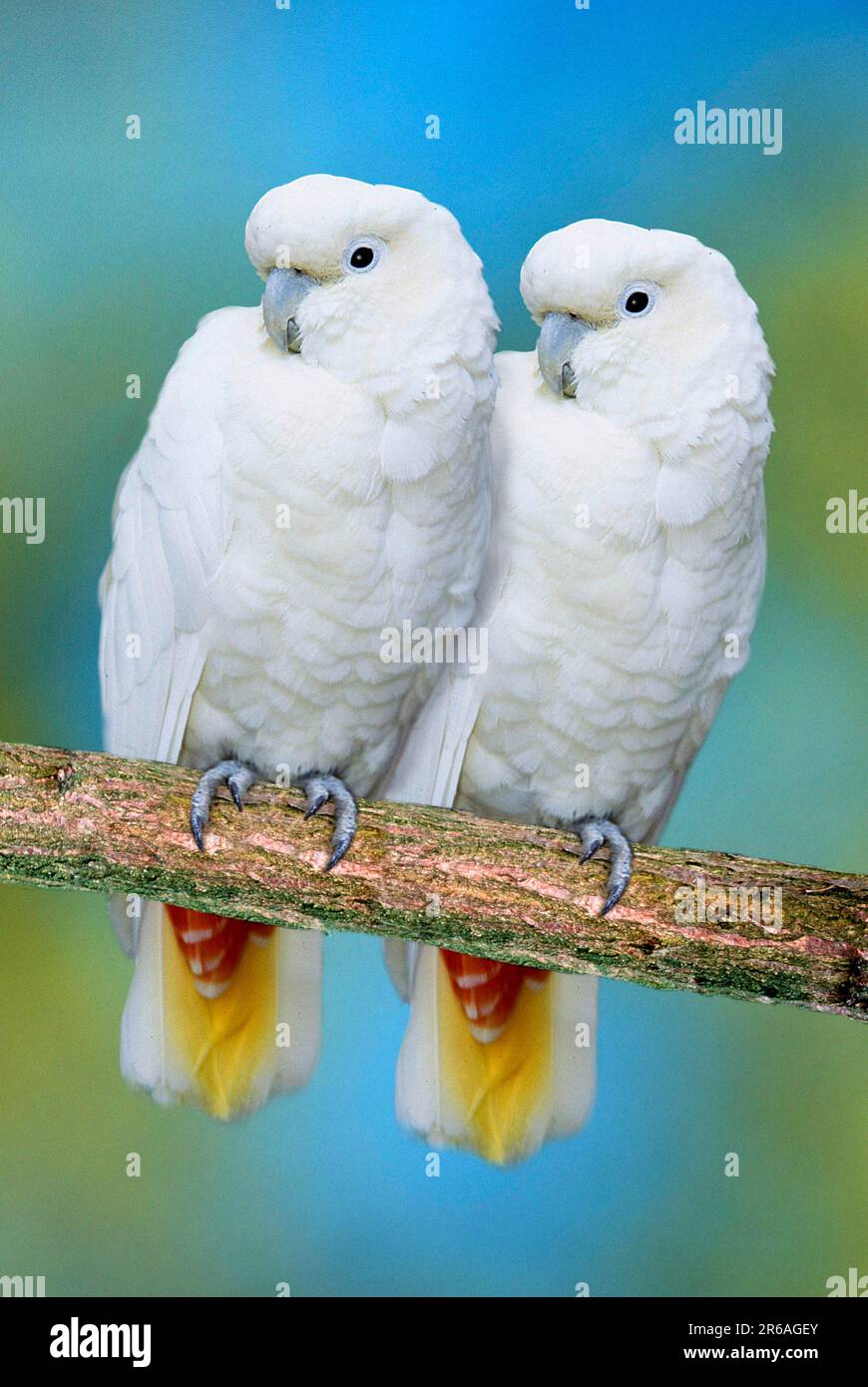 Red-vented (Cacatua haematuropygia) Cockatoos, Philippine Cockatoos ...