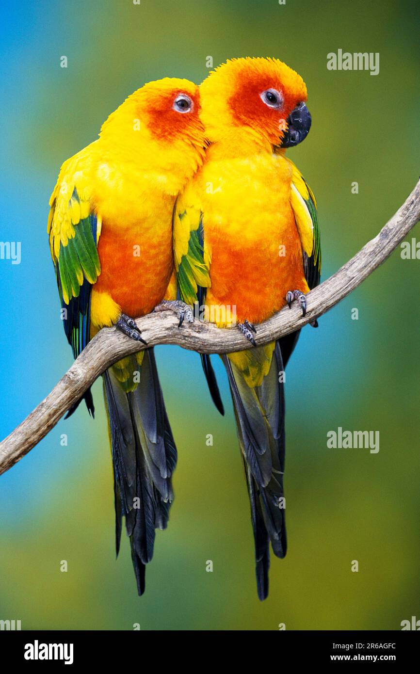 Jenday Conure Vs Sun Conure
