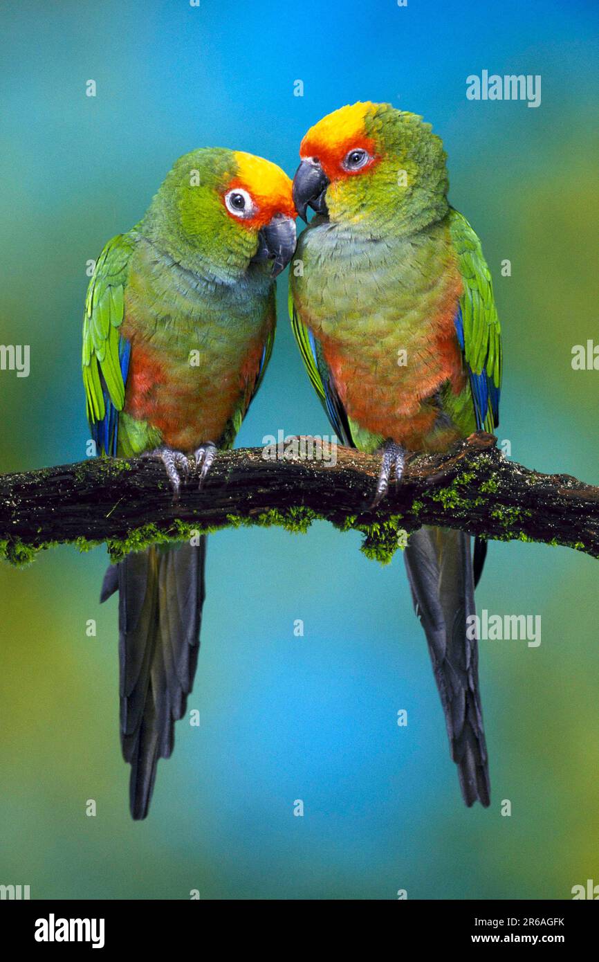 Golden-capped parakeet (Aratinga auricapilla), golden-crowned parakeets ...
