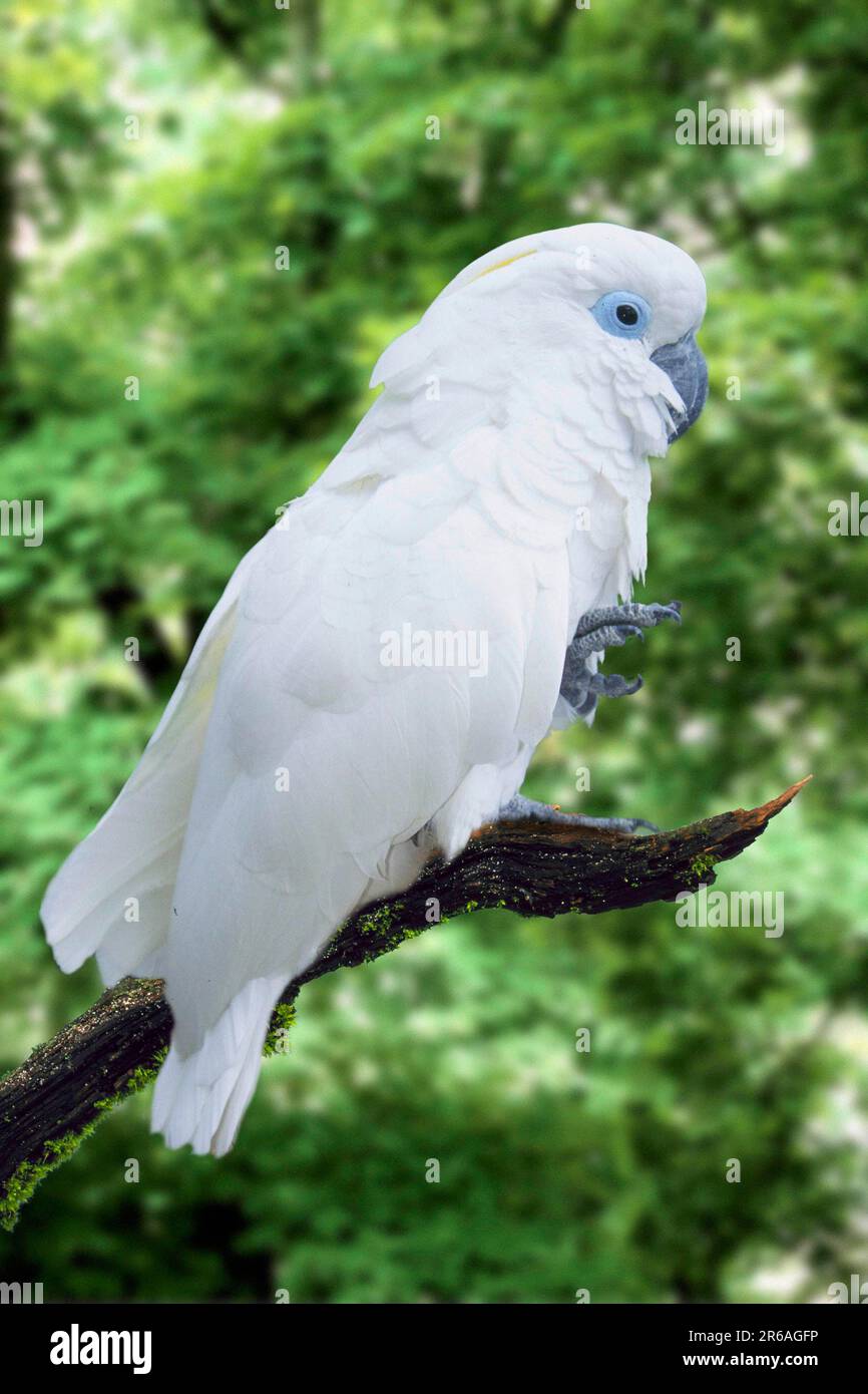 Green Cockatoo