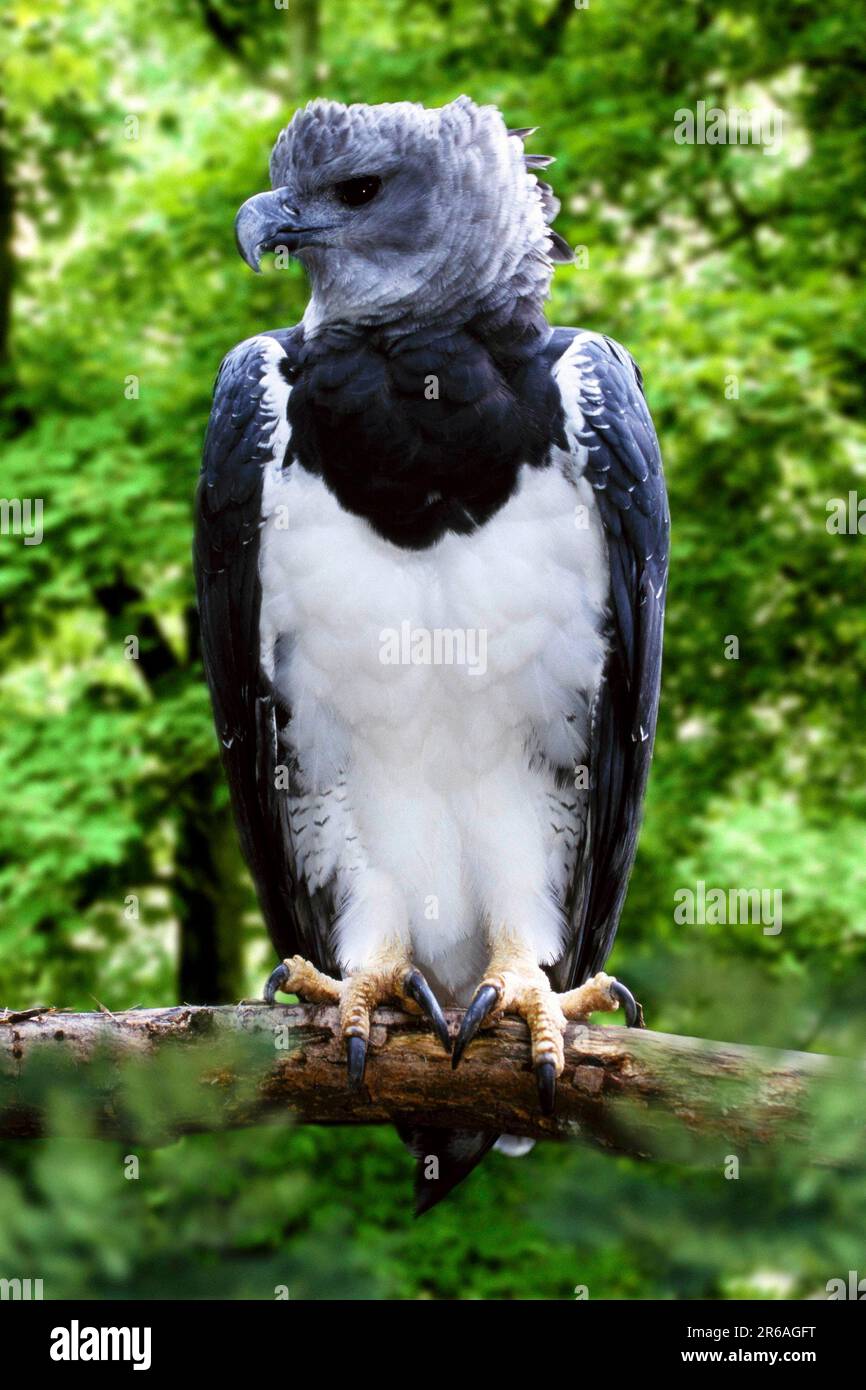 Harpy eagle harpia harpyja hi-res stock photography and images - Alamy