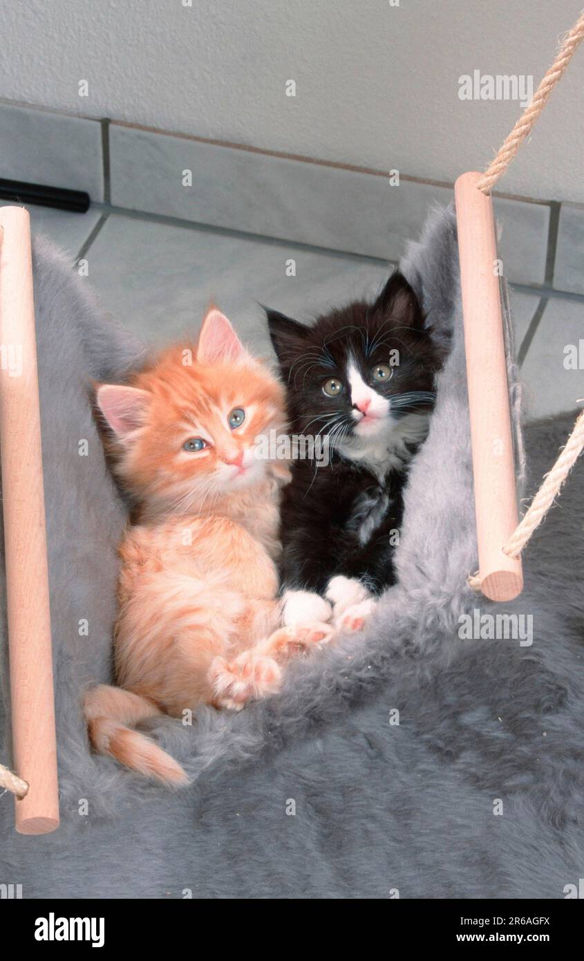 Norwegian Forest Cat Kittens Norwegian Forest Cats