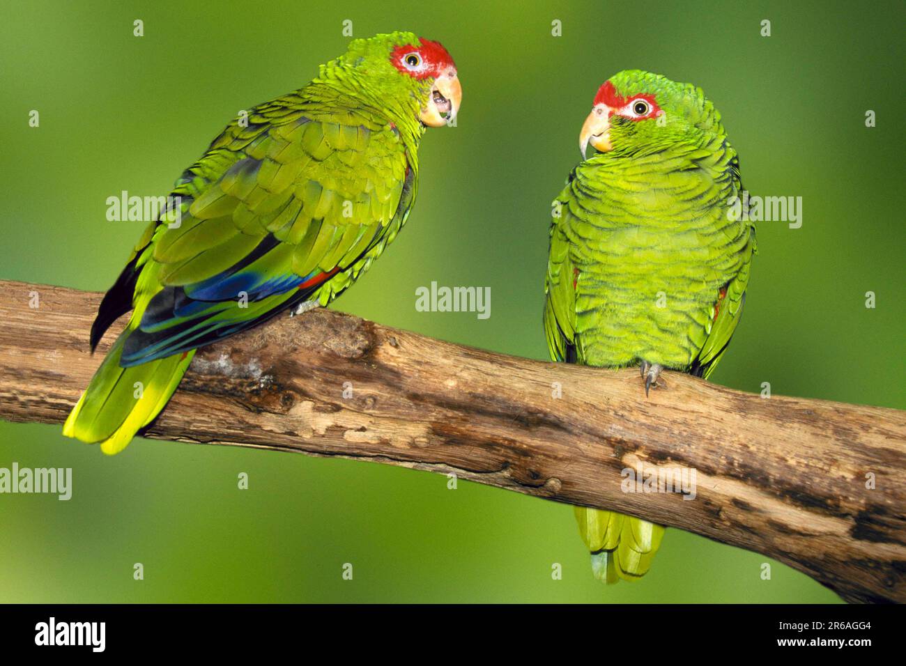 Amazon parrots hi-res stock photography and images - Alamy