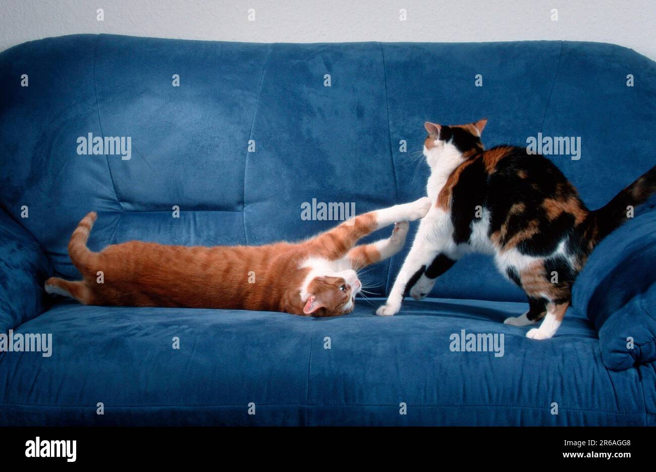 Cats couple hi-res stock photography and images - Alamy