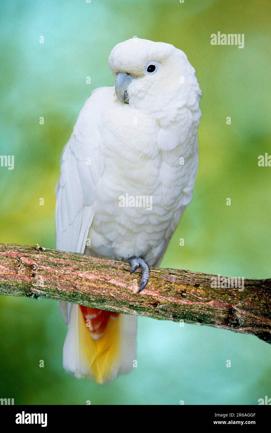 Red-vented Cockatoo (Cacatua haematuropygia), Philippine Cockatoo ...