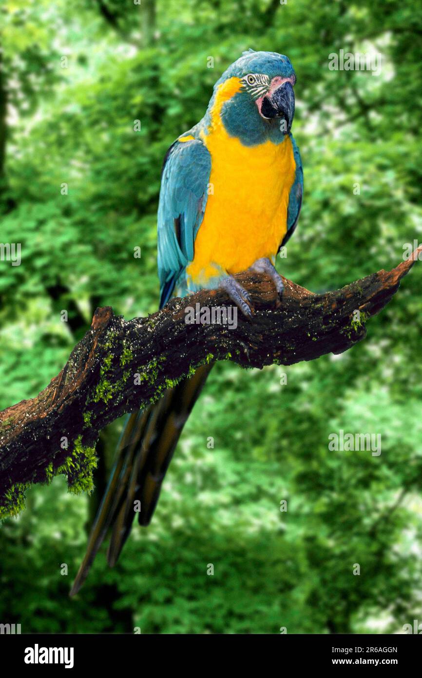 Blue-throated Macaw (Ara glaucogularis Stock Photo - Alamy