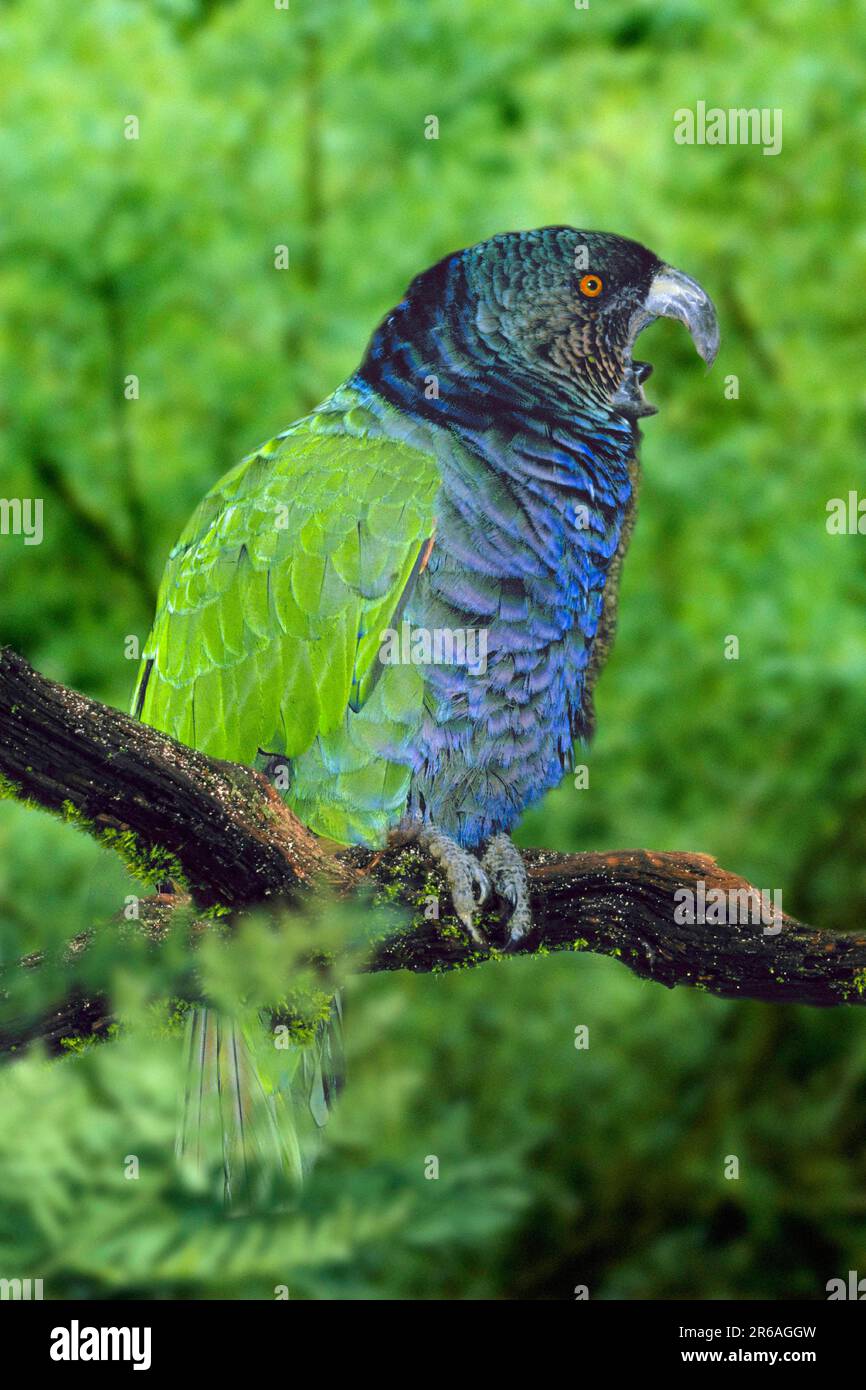 Imperial amazon (Amazona imperialis Stock Photo - Alamy