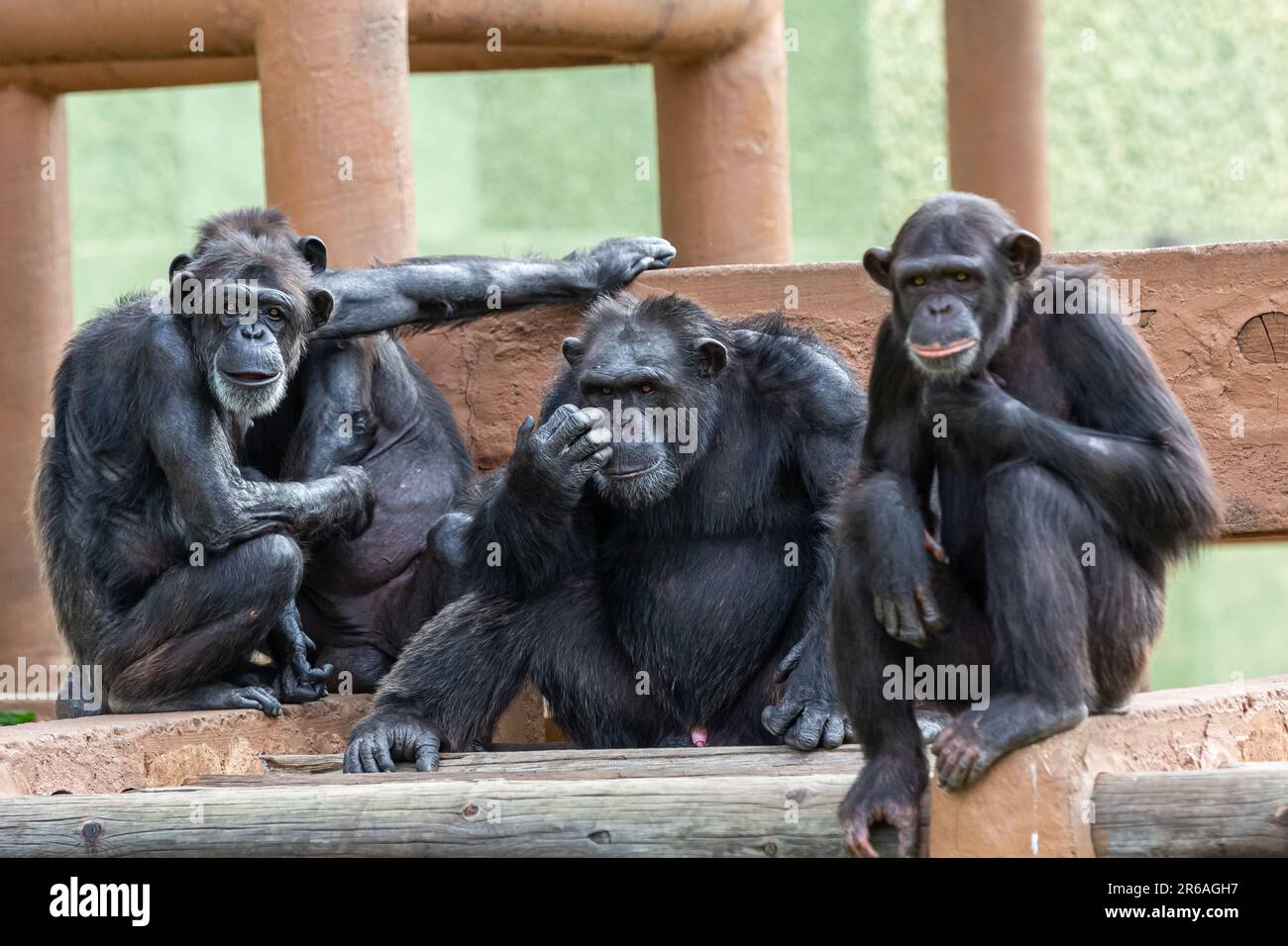 Three chimpanzees sitting side by side, enjoying a meal Stock Photo - Alamy