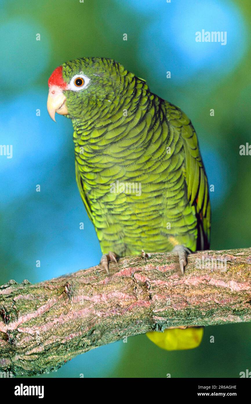 Amazona tucuman hi-res stock photography and images - Alamy
