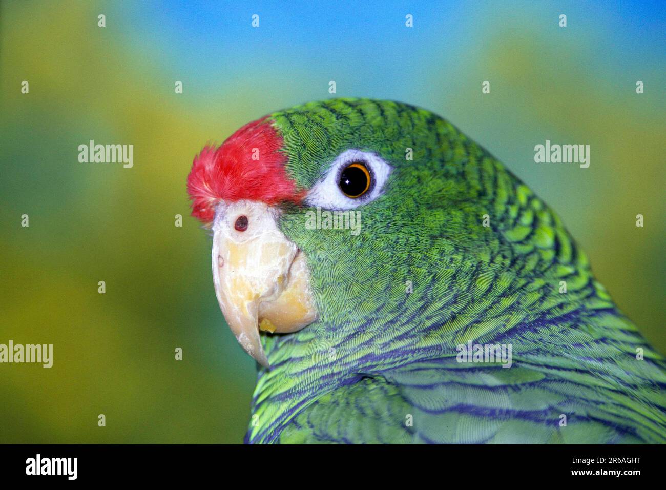 Tucuman amazon (Amazona tucumana), Tucuman Amazon, lateral, side Stock ...