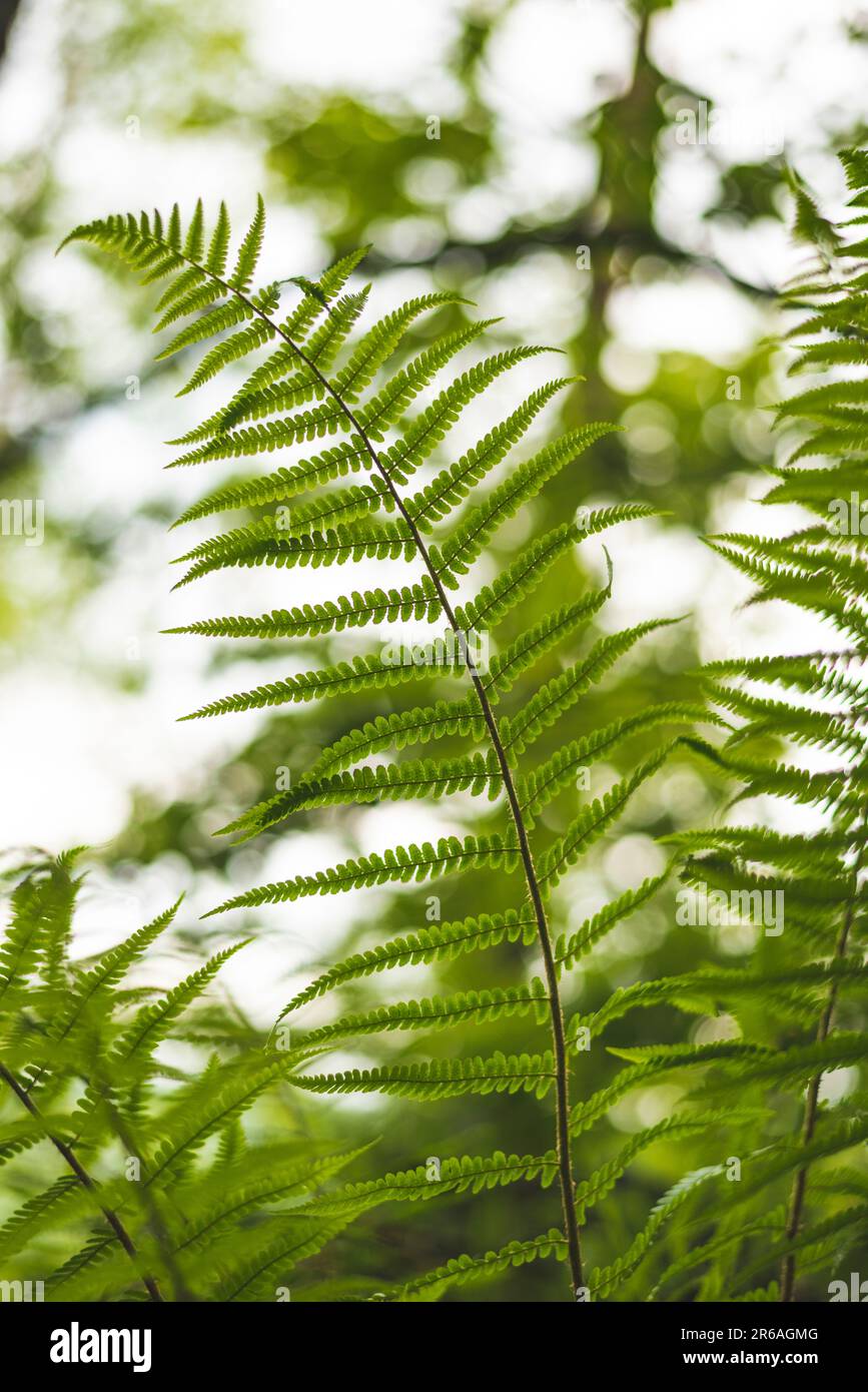 Beautiful fern leaf texture in nature. Natural ferns blurred background ...
