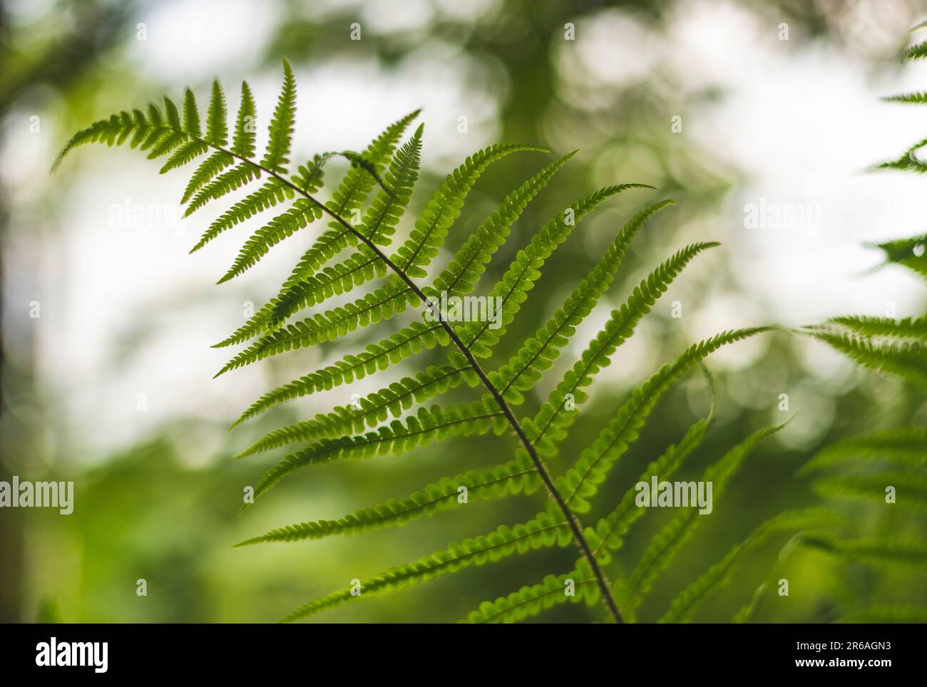 Beautiful fern leaf texture in nature. Natural ferns blurred background ...