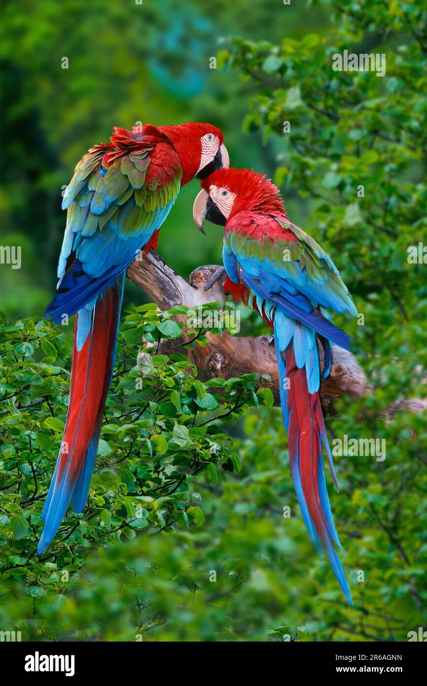 Cuddling parrot hi-res stock photography and images - Alamy