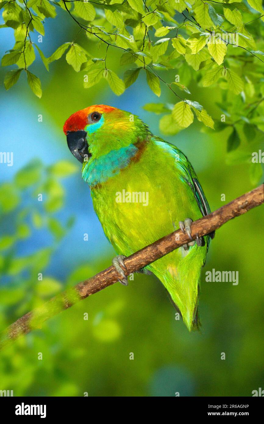 Different parrot hi-res stock photography and images - Alamy
