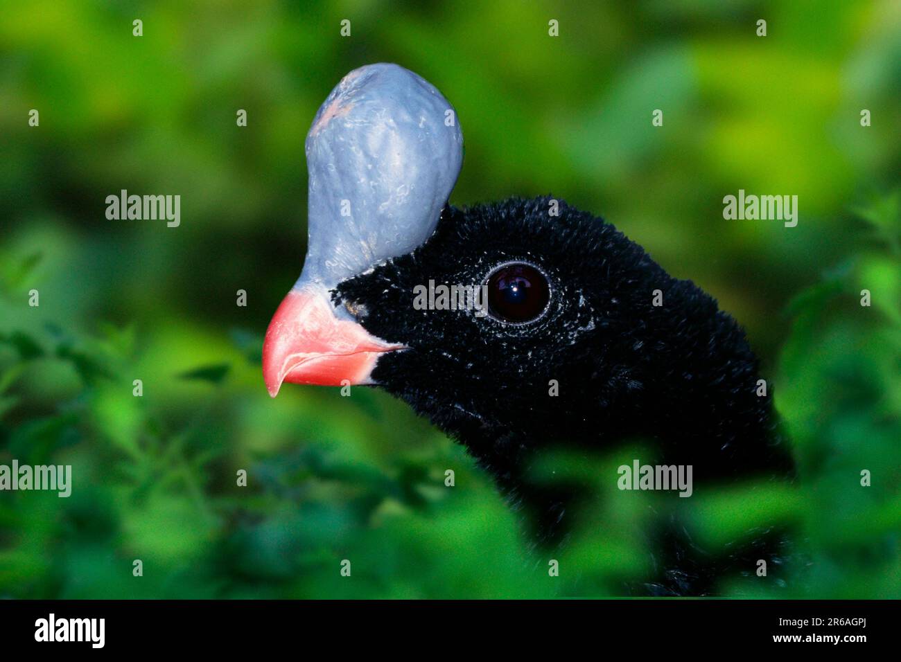 Northern Helmeted Currasow (Pauxi pauxi), Helmhokko, [Tiere, animals ...