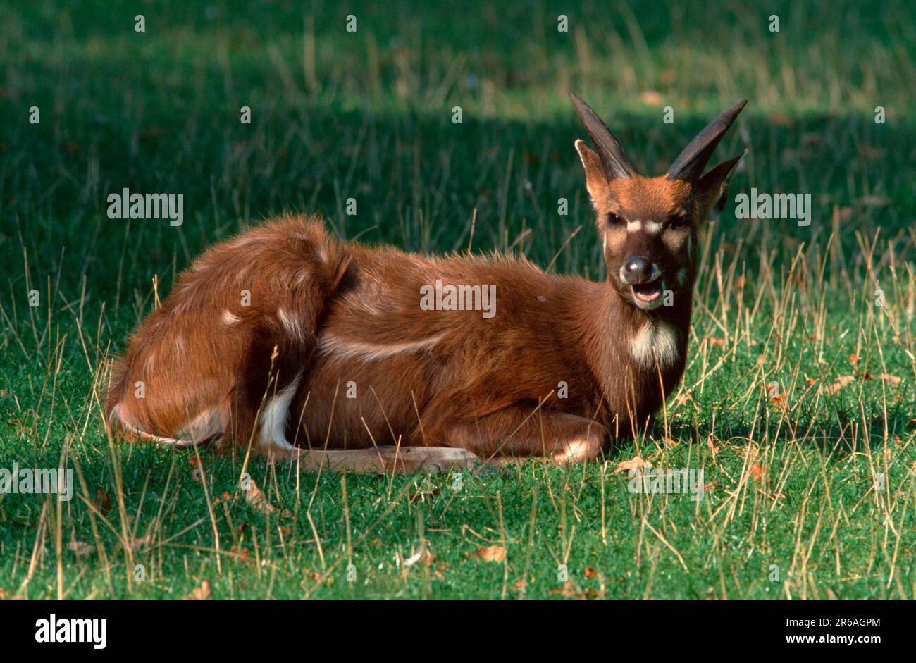 Sitatunga, male, resting (Tragelaphus spekei), Sitatunga, Sumpfantilope ...