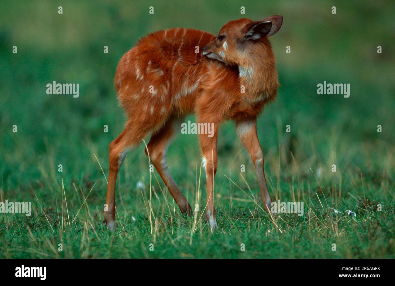Ungulate hi-res stock photography and images - Alamy