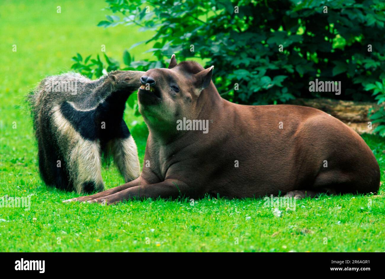 Giant Anteater (Myrmecophaga tridactyla) and Southamerican Tapir ...