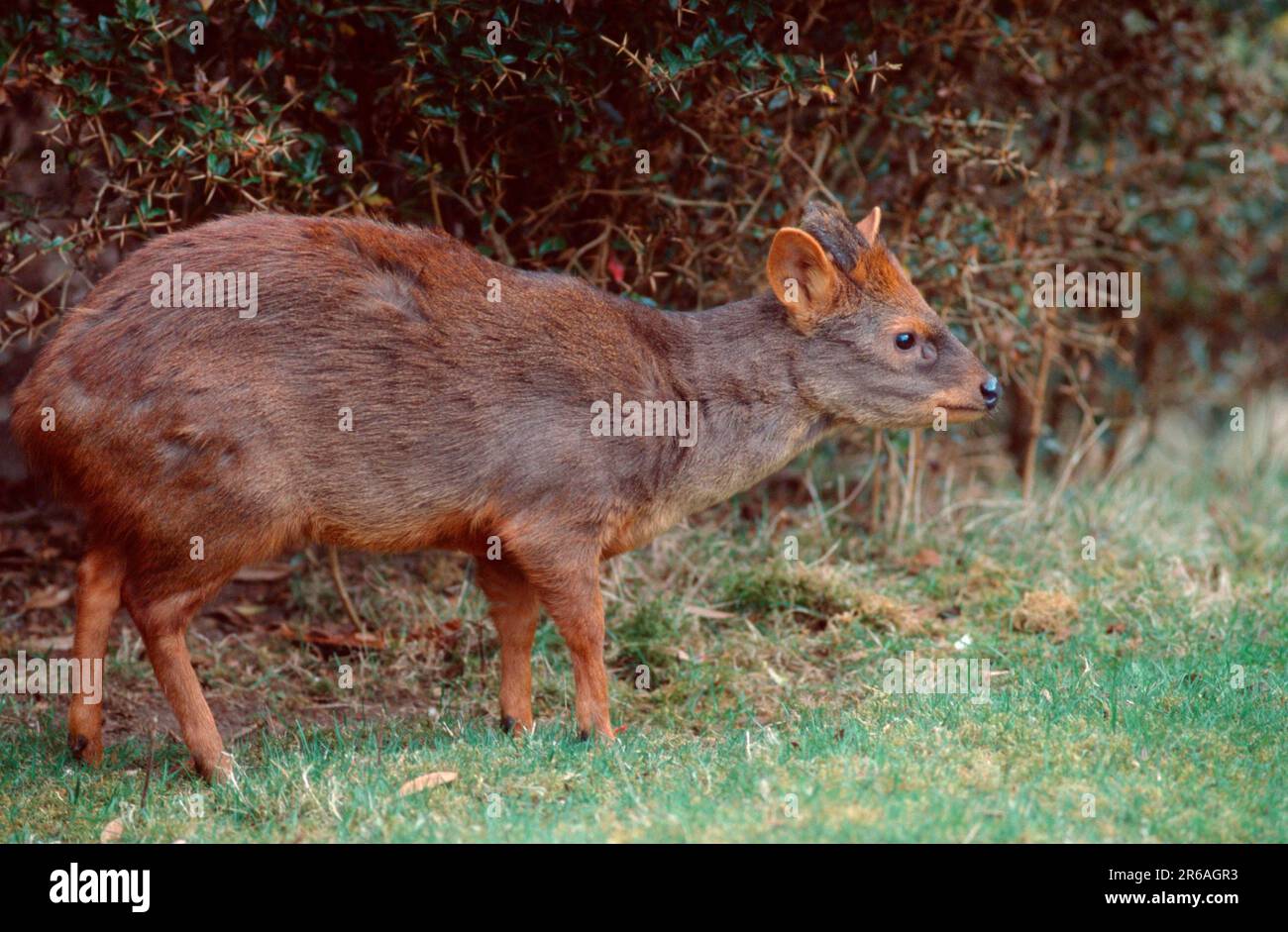 Southern Pudu, male (Pudu pudu Stock Photo - Alamy