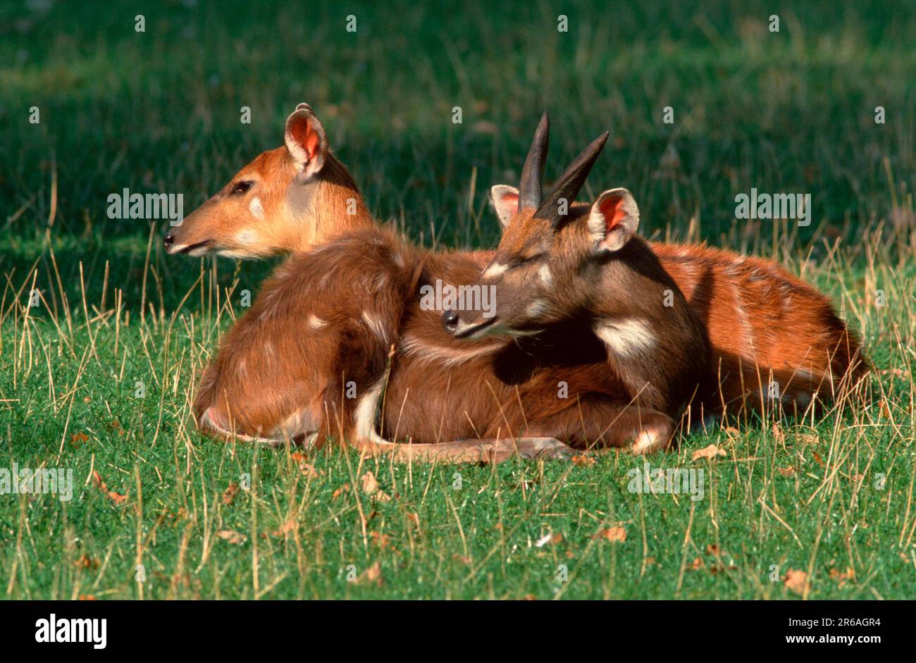 Sitatungas, pair, resting (Tragelaphus spekei), Sitatungas ...