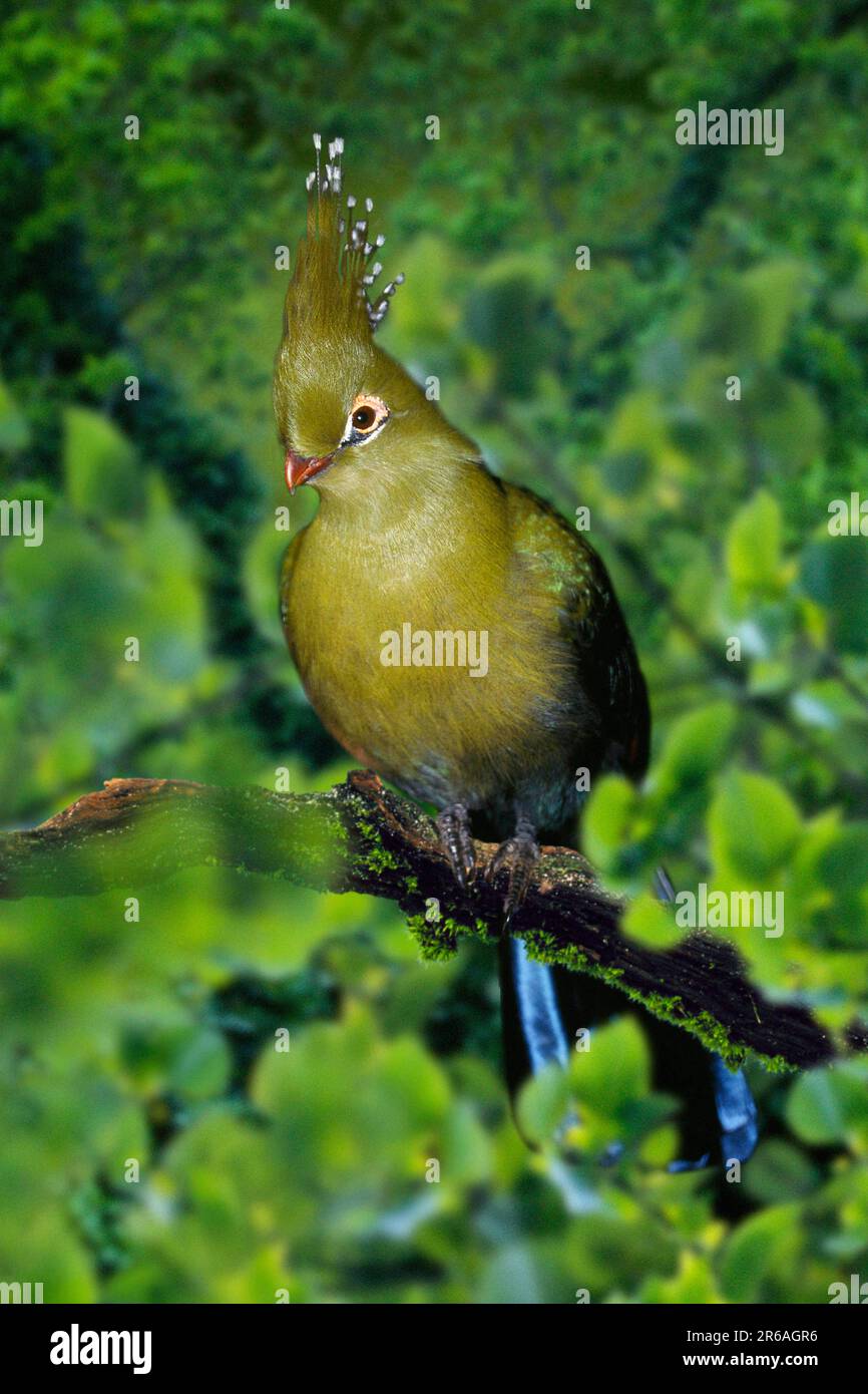 Schalows hi-res stock photography and images - Alamy
