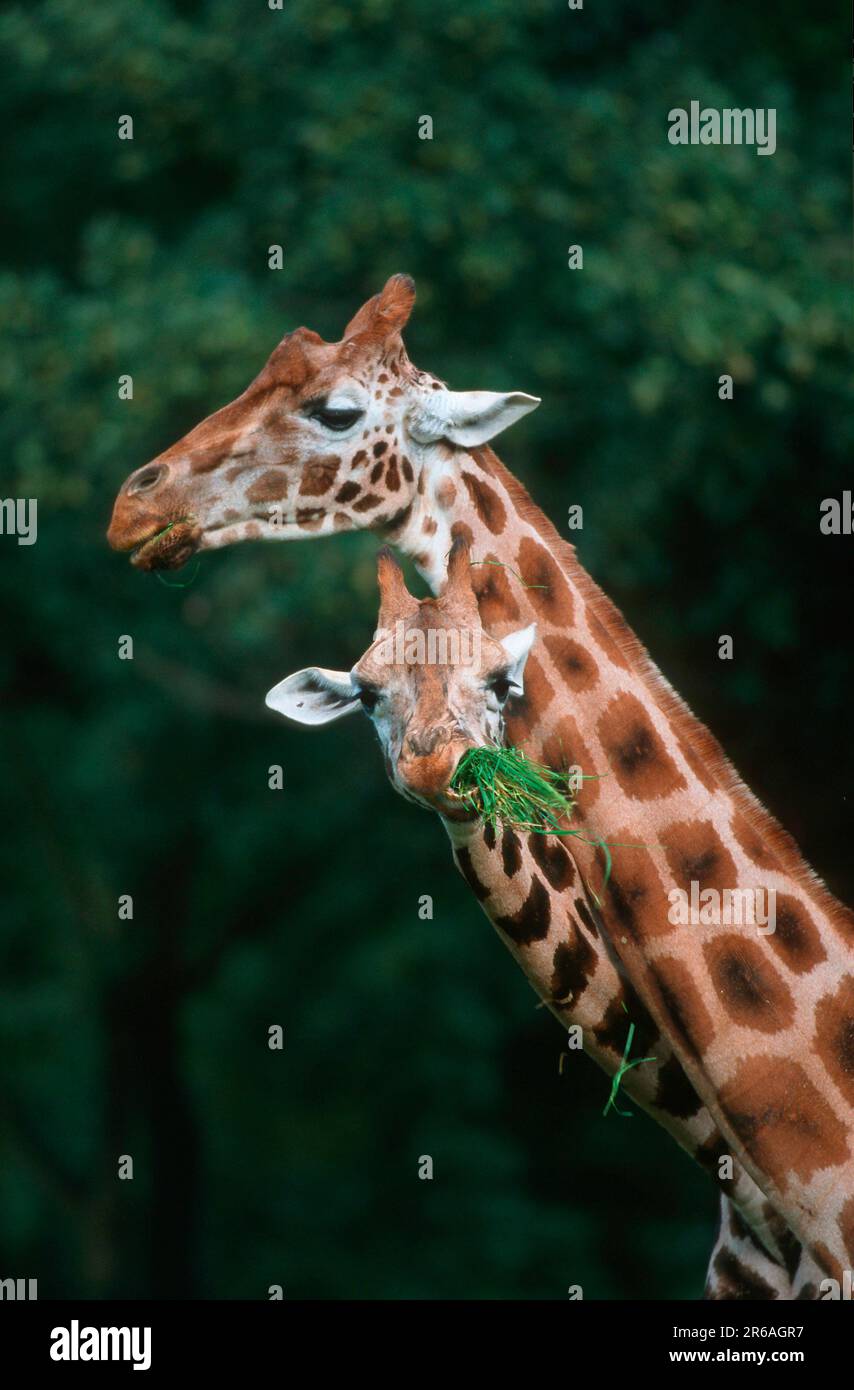 Head shot two giraffes hi-res stock photography and images - Alamy