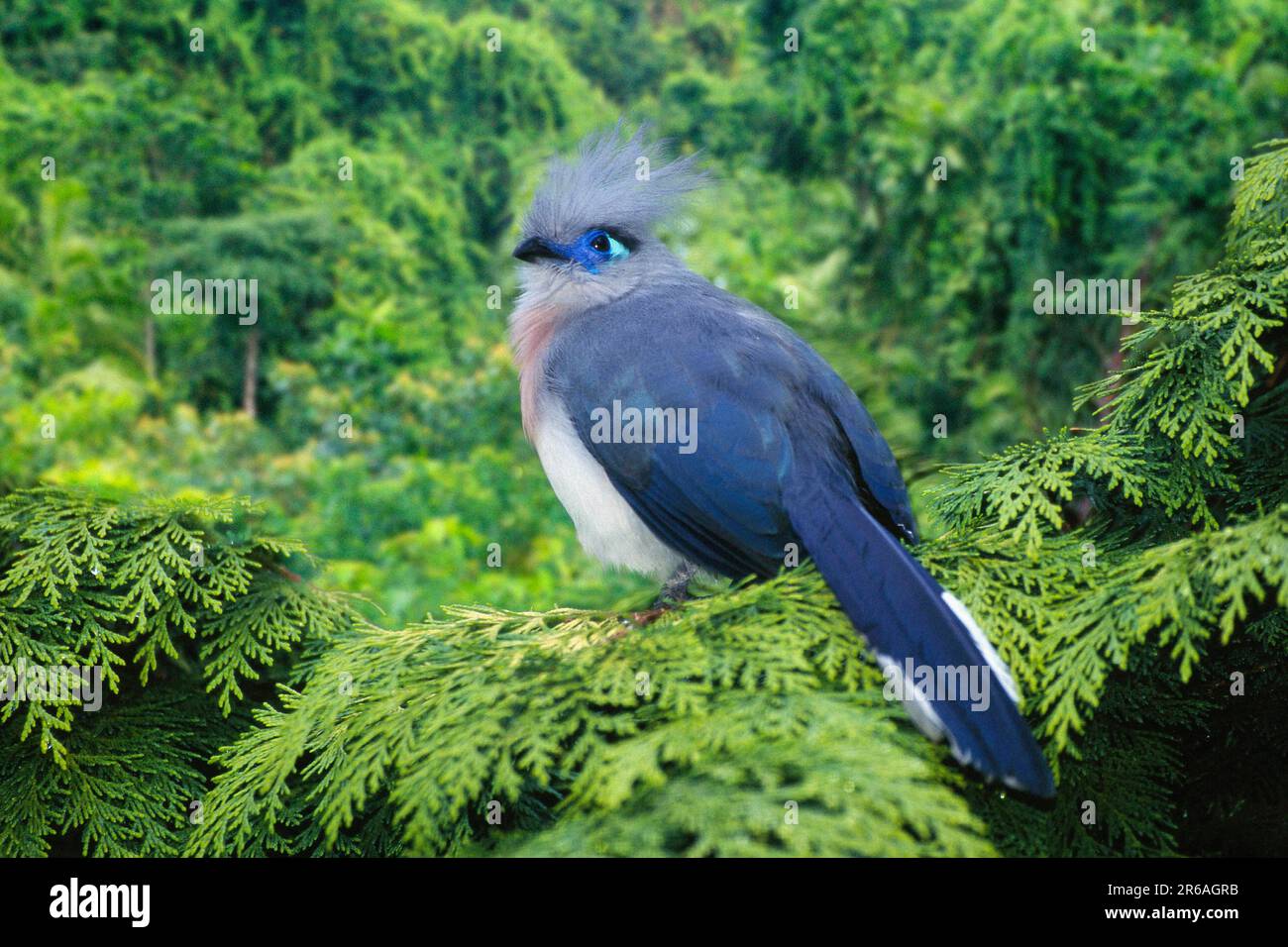 Crested coua (Coua cristata Stock Photo - Alamy