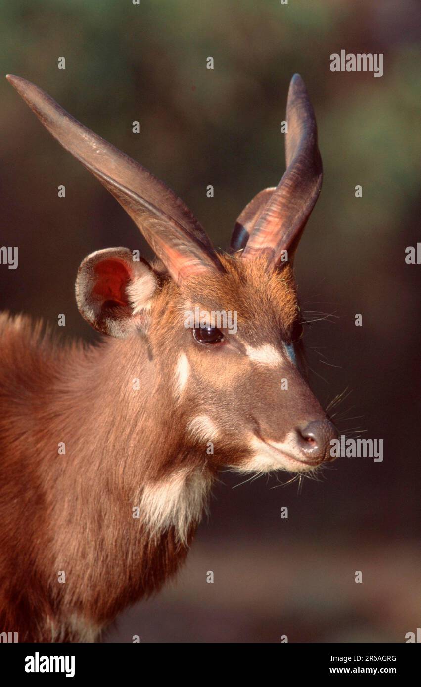 Sitatunga, male (Tragelaphus spekei), Antelope, male (mammals ...