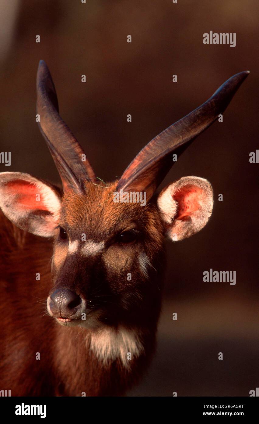 Sitatunga, male (Tragelaphus spekei), Sitatunga, Sumpfantilope ...