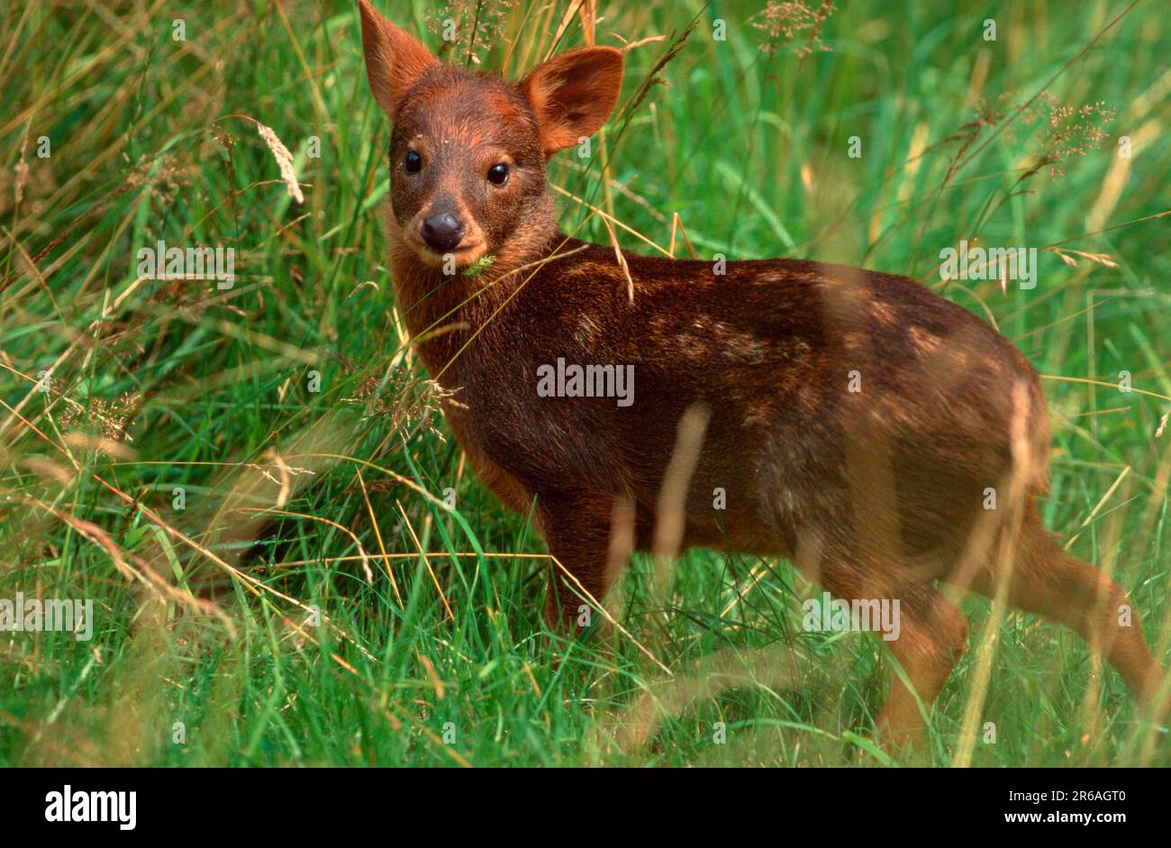 Southern Pudu, calf (Pudu pudu), Suedpudu, Jungtier, Suedlicher Pudu ...
