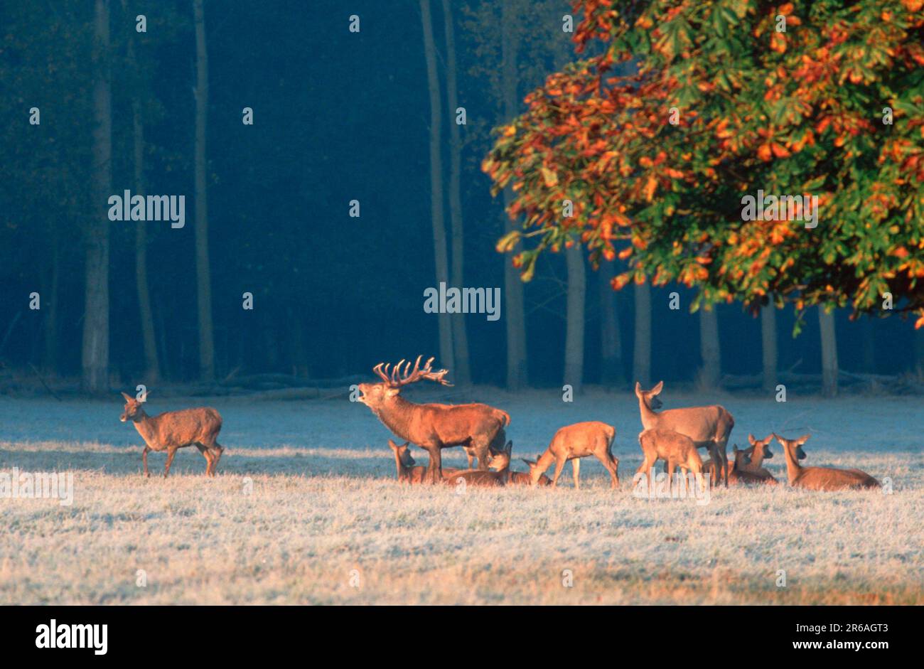 Red deer (Cervus elaphus), calling male and female, roaring deer and ...
