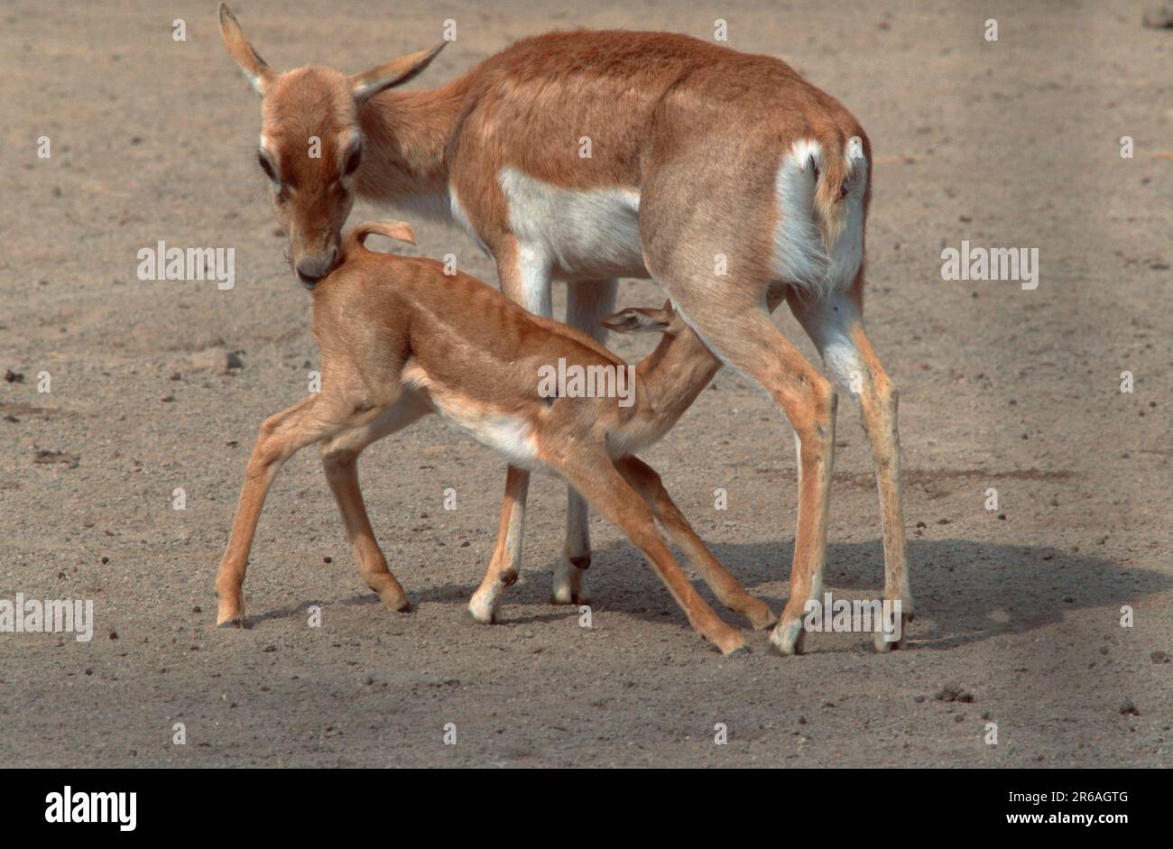 Blackbuck, female, suckling young (Antilopa blackbuck (Antilope cervicapra Stock Photo - Alamy