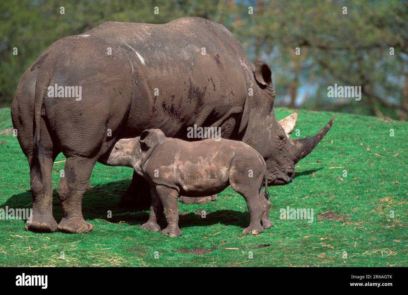 White rhinoceroses (Ceratotherium simum), female suckling young (Africa ...